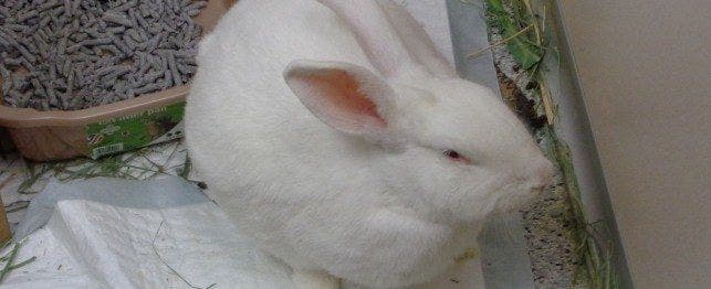 Gastrointestinal Hypomotility and Gastric Stasis in Rabbits