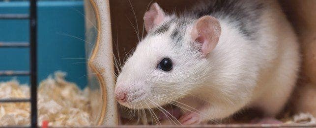 How to Medicate Your Rat