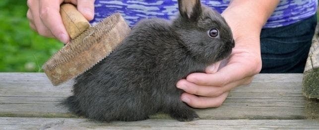 Grooming Your Rabbit