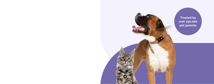 Get Your Pet Tag ID with QR Code for Your Dogs and Cats | PetPlace.com