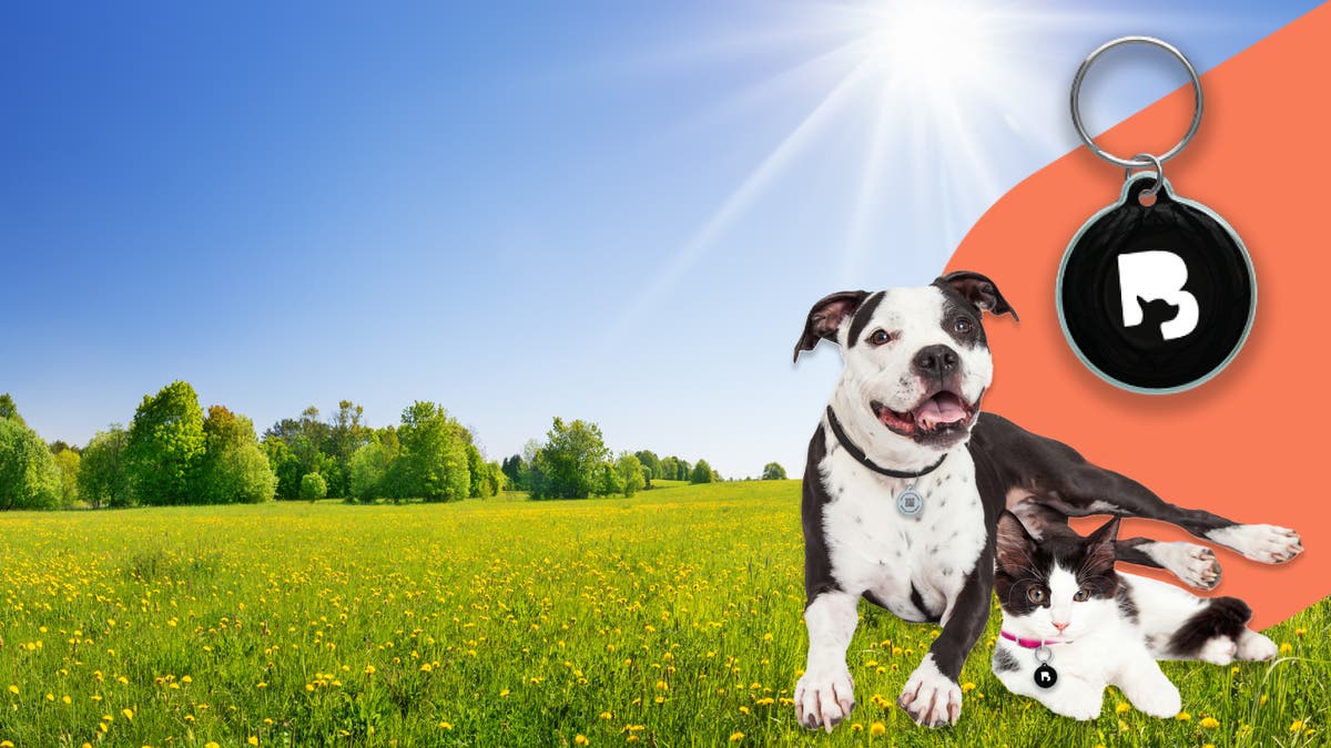 Get Your Pet Tag ID with QR Code for Your Dogs and Cats | PetPlace.com