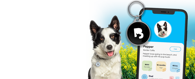 Get Your Pet Tag ID with QR Code for Your Dogs and Cats | PetPlace.com