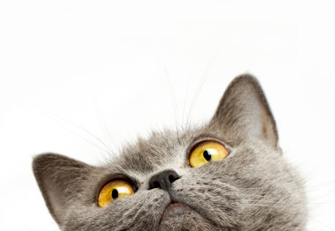 Transfer Microchip Registration