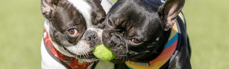 PetPlace: The Web's #1 Source of Pet Information