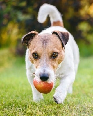 PetPlace: The Web's #1 Source of Pet Information